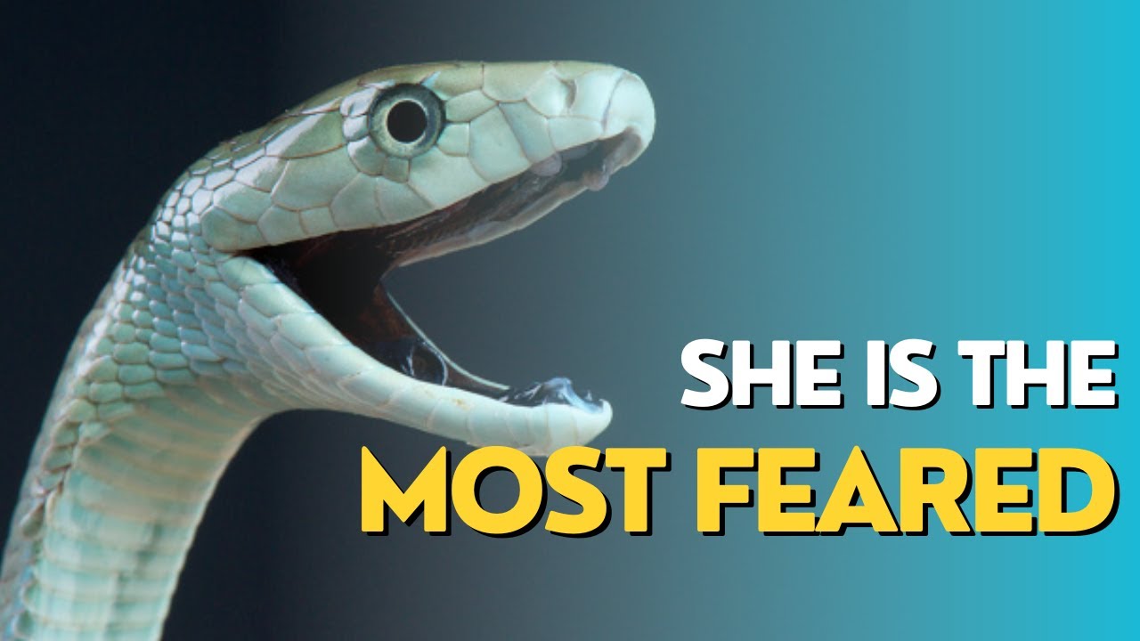 THIS SNAKE IS THE MOST FEARED AND DANGEROUS SNAKE IN AFRICA - YouTube