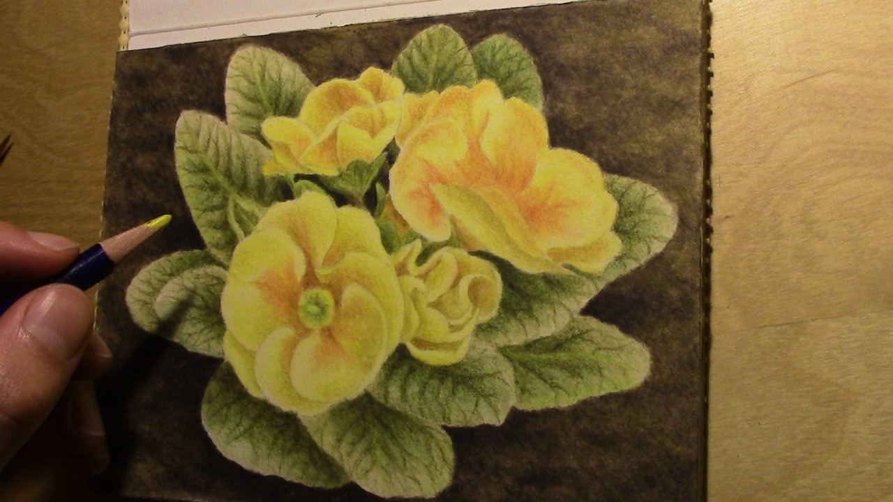 drawing a primrose with Inktense pencils - YouTube