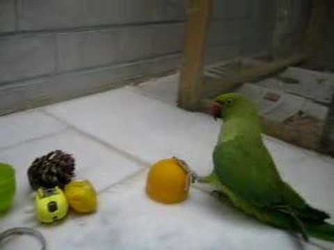 Persian speaking Parrot - YouTube