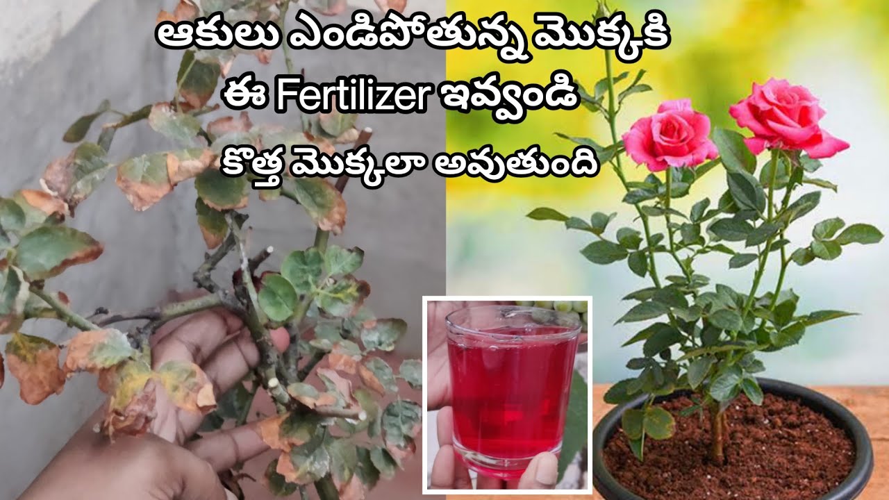 Leaf Burn |Rose plant Care| 100%Results | Plant Juice | Nutrients Tonic ...