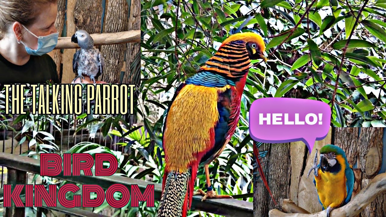 BIRD KINGDOM | TALKING PARROT | TRAVEL ONTARIO | ANIMAL ENCOUNTERS ...