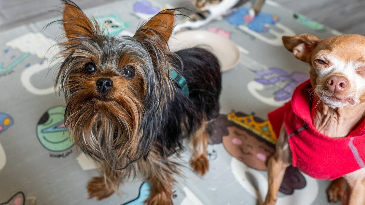 Emaciated Yorkie Eats Dog Food for the First Time! - YouTube