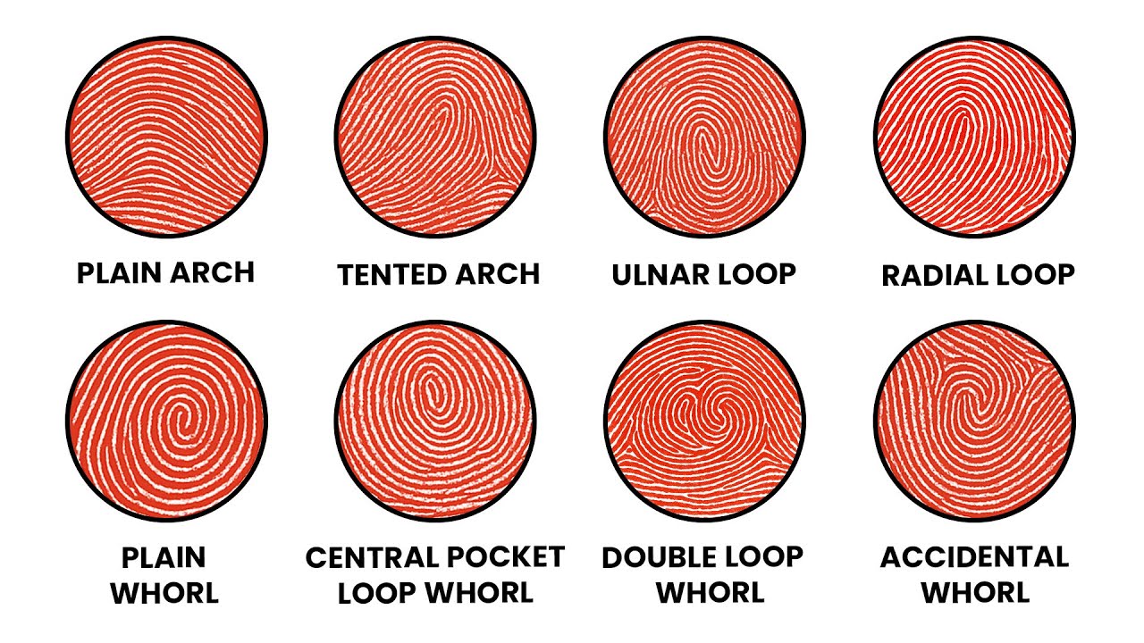 Every Hidden Advantage of Your Fingerprint Pattern Explained - YouTube