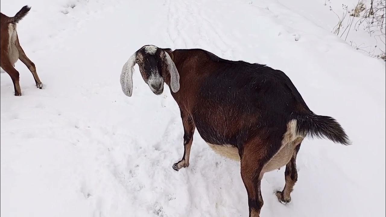 Козочки 100 процентные Нубийки перед окотом, бронируйте - YouTube