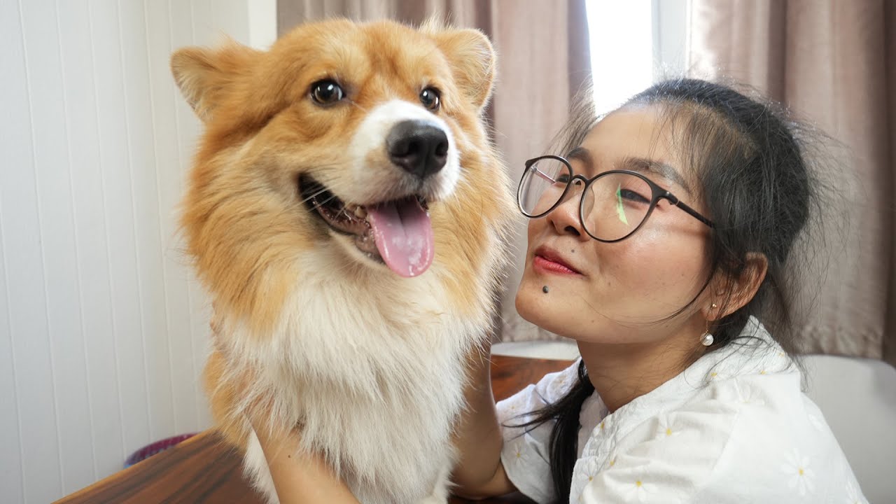 Bounce The Corgi EP26 - YouTube