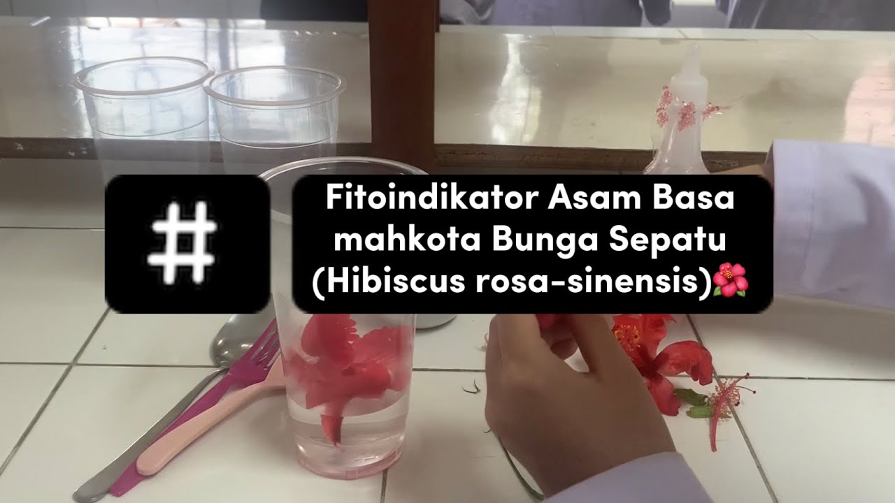 Indikator Alami Bunga Sepatu (Hibiscus rosa-sinensis)🌺 - YouTube