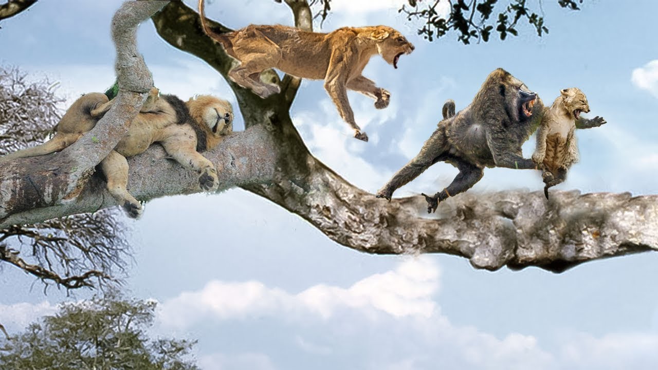 Silly Baboon Kidnapped Lion Cubs And Climbed Tree But Lion Mother Had ...