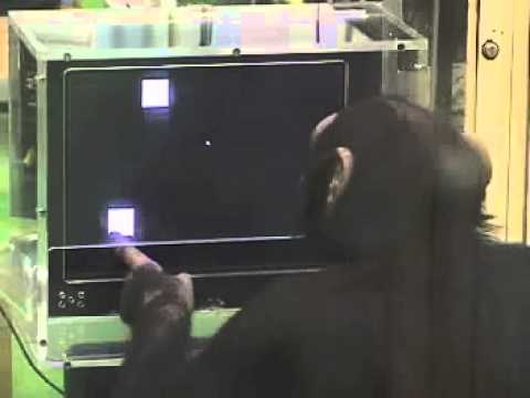 Maymunun şaşırtıcı zekası