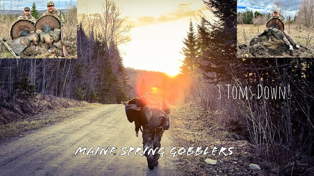 Big Woods Turkey Hunting - Chasing Big Toms in Maine! - YouTube