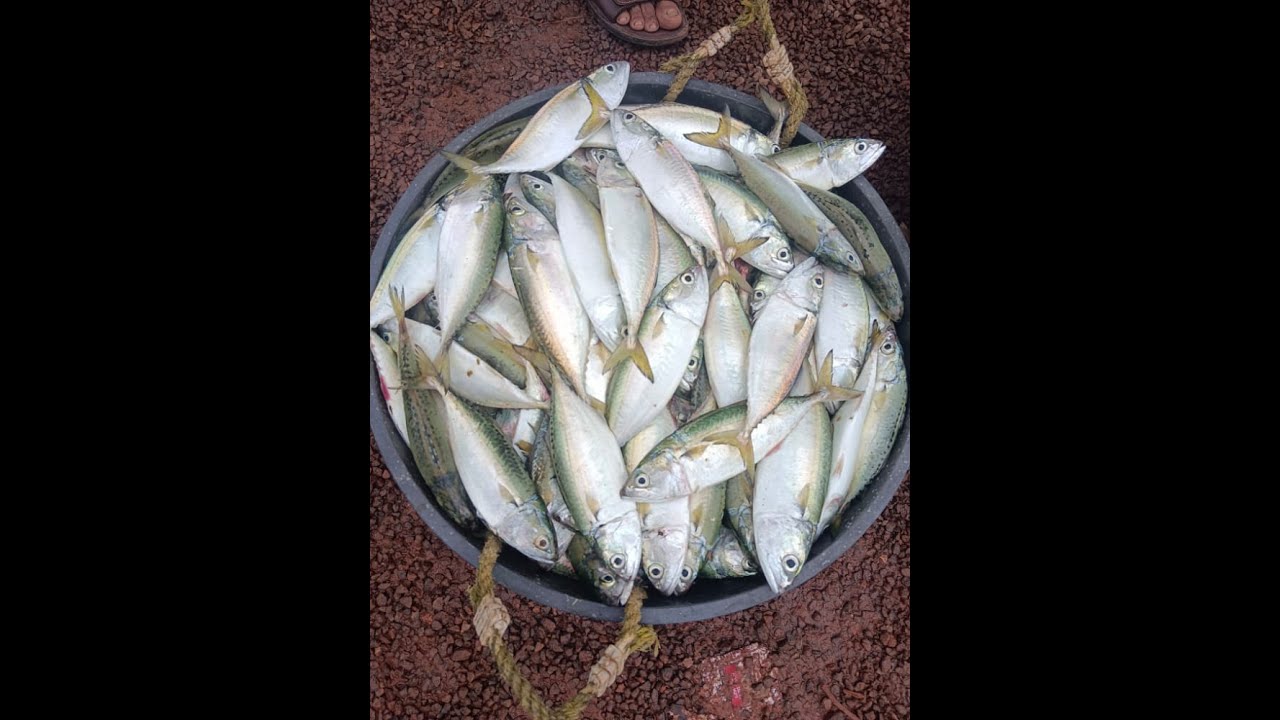 Onji goni bangude fish #fishing #fry #bkcreation - YouTube