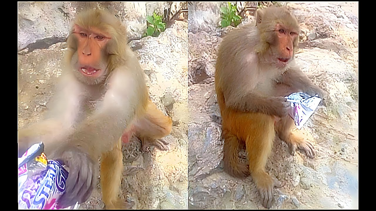 Cute monkey eating salanty Paparh - YouTube