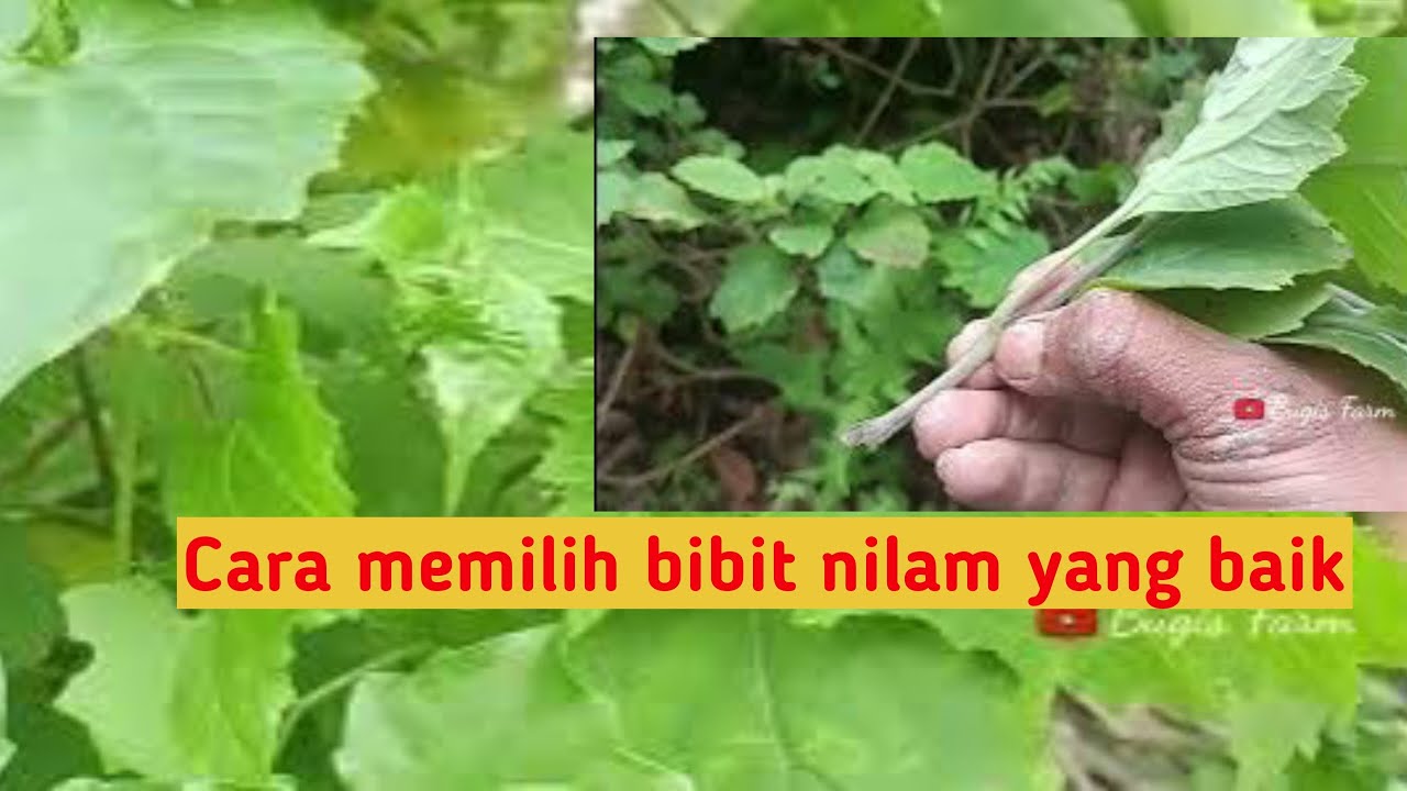 Ciri ciri bibit nilam yang sehat. Cara memilih bibit nilam part#2 - YouTube