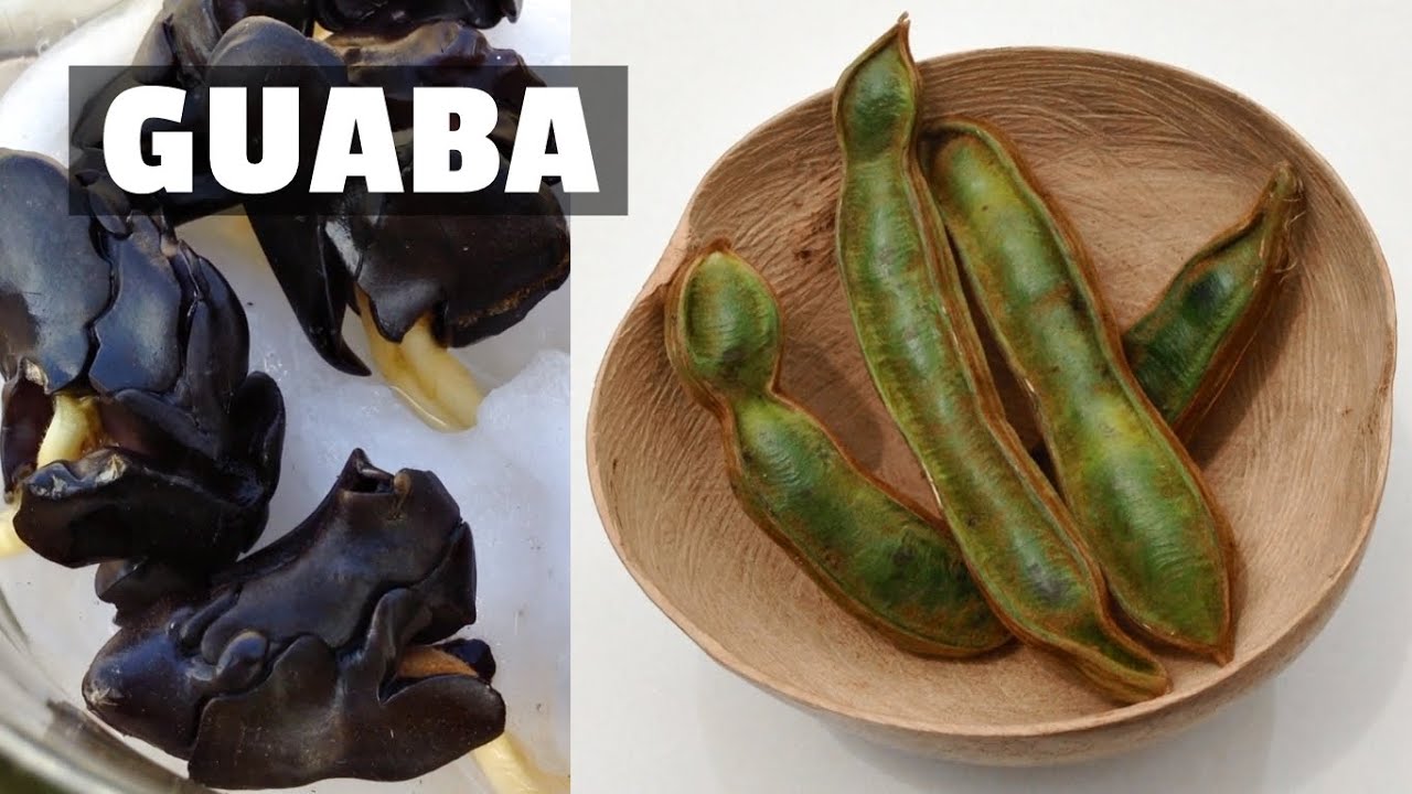 GERMINAR SEMILLAS DE GUABA | paso a paso - YouTube