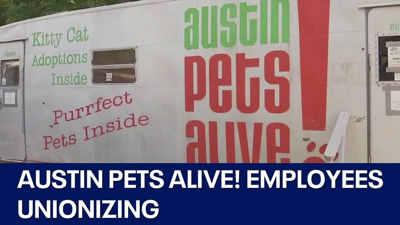 Austin Pets Alive! employees in process of forming largest animal ...