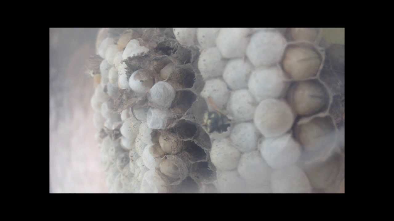 Hatching Wasp - YouTube