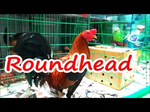 Poultry Expo | Roundhead Fowl | Roundhead Bloodline | COMPILATION - YouTube