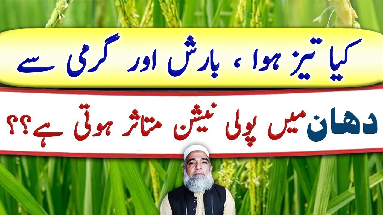 Effect of Wind, Rain and Hot weather on Pollination in Rice Crop ...