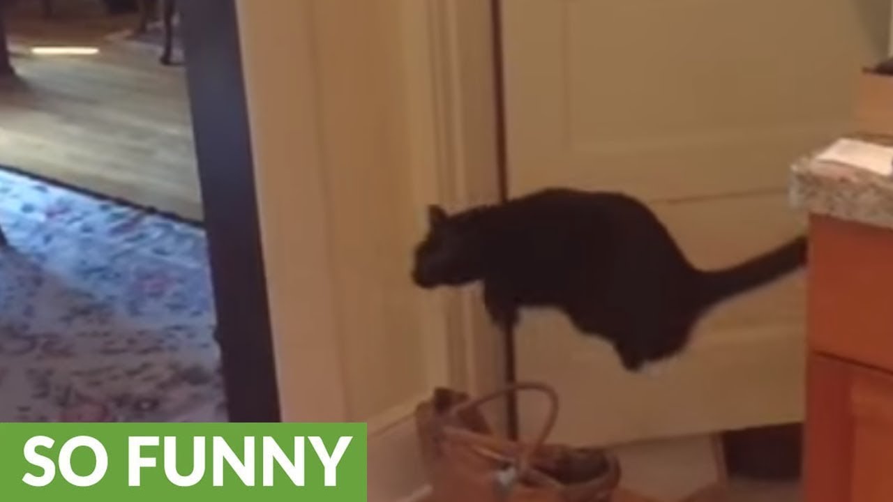 Montage of cat's obsession with jumping over things - YouTube