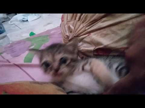 stop tickling my stomach