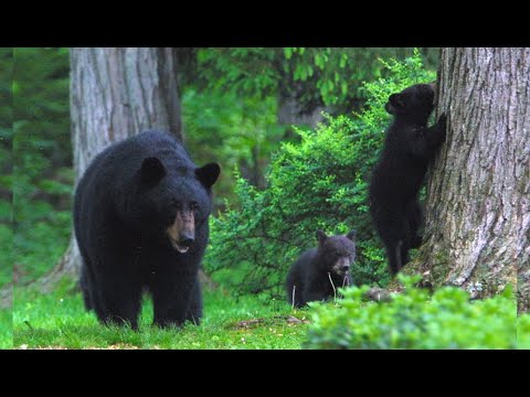 Your Wild Neighbors - Wildlife on our Streets and Yards - YouTube