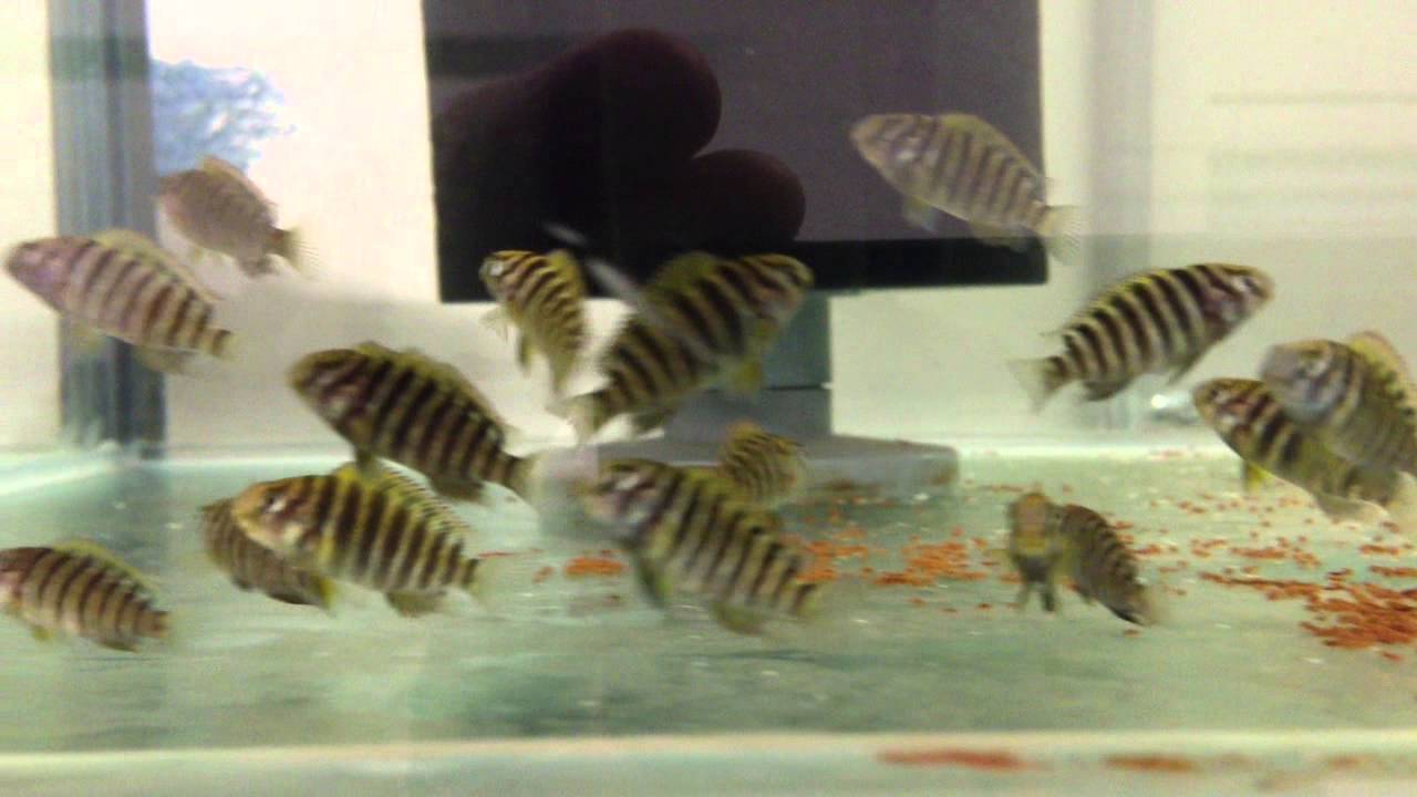 Tropheus Canary Cheek fry @ 2cm - YouTube