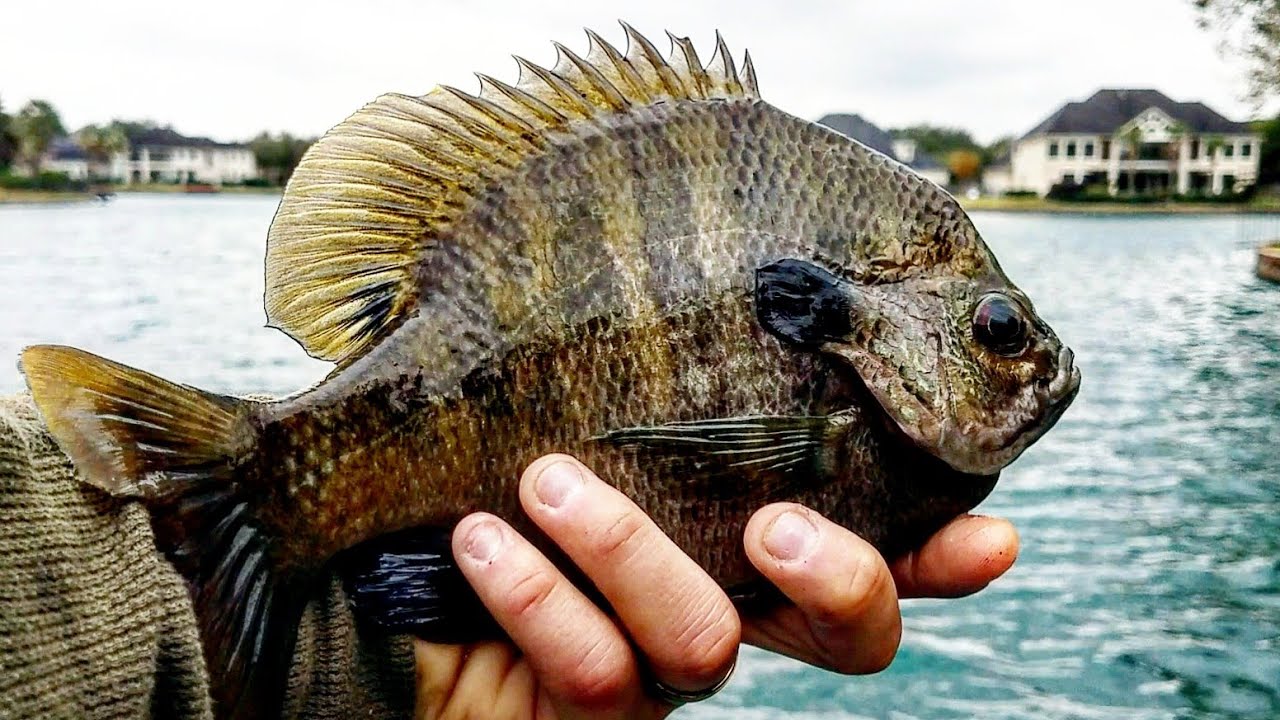 Catching HUGE Bluegill In a $ Million Dollar Pond - YouTube