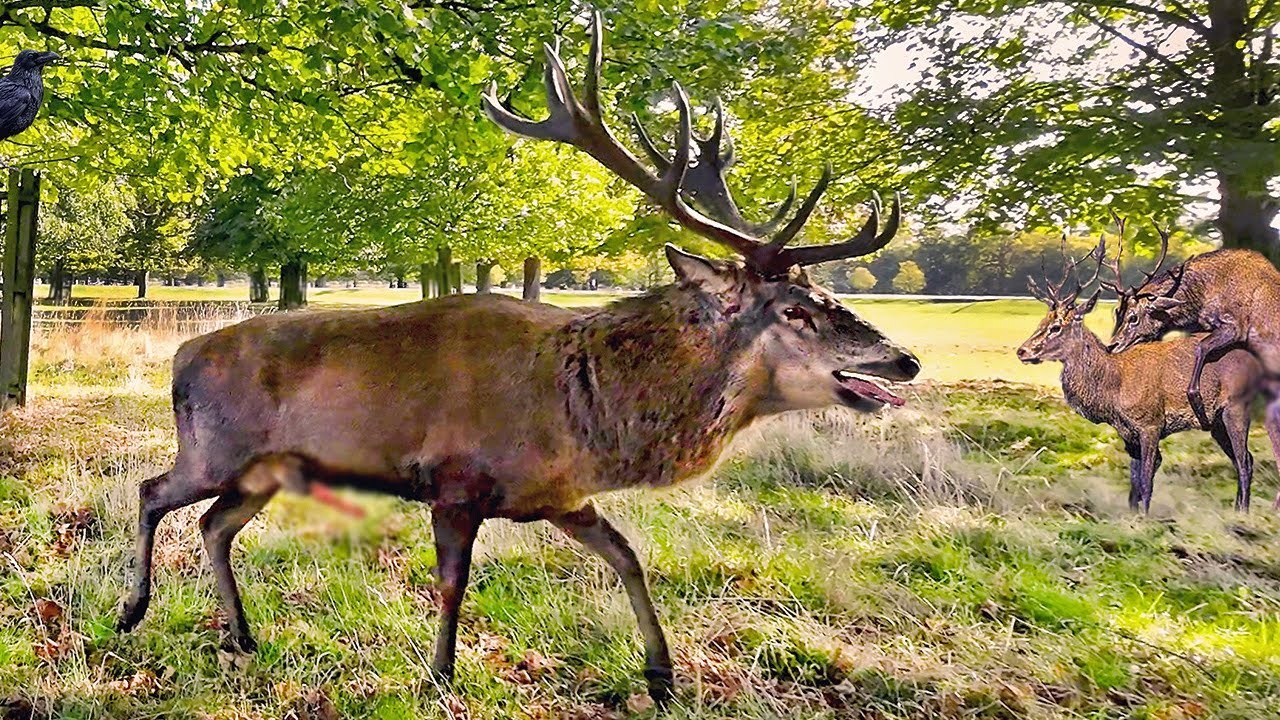 Behavior of Deer During the Mating Period - YouTube