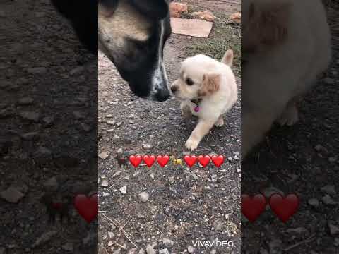 Golden retriewer.paylaşmak istedim bu anı❤️#shorts##keşfet#