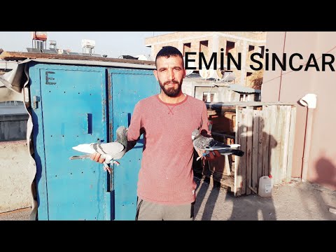 EMiN SİNCAR... ADANA YERLİ KUŞLARI