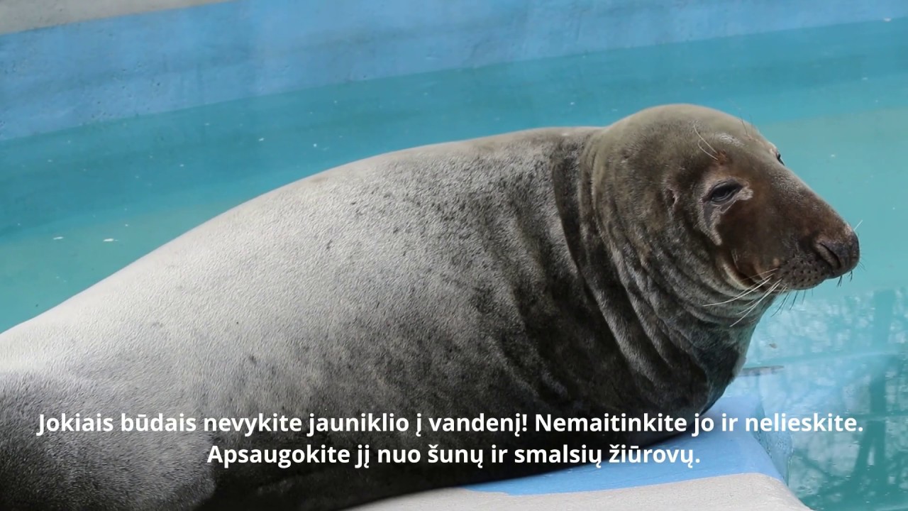 Ilgasnukis ruonis Kajus - YouTube