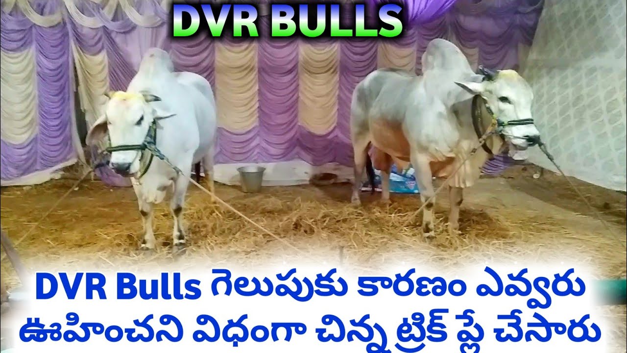 DVR Bulls గెలుపు కోసం ఏవ్వరు ఊహించని విధంగా చిన్న ట్రిక్ ప్లే చేసి ...