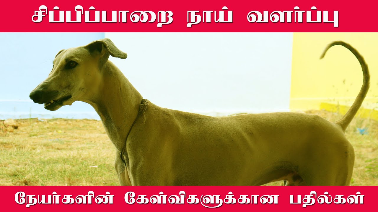 சிப்பிபாறை நாய் வளர்ப்பு சந்தேகங்கள் & பதில்கள் | Chippiparai Breed ...