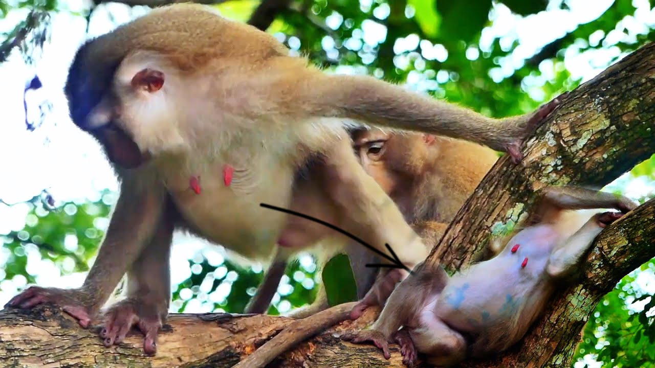 The old Pregnancy mother monkey is laboring fast breathe to give birth newborn failed, God ...