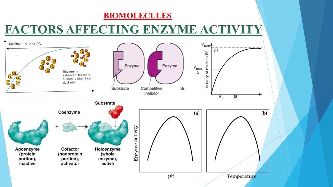 biomolecules I part 5 I Enzymes,co-factors I chap 9 I cls11th#biology# ...