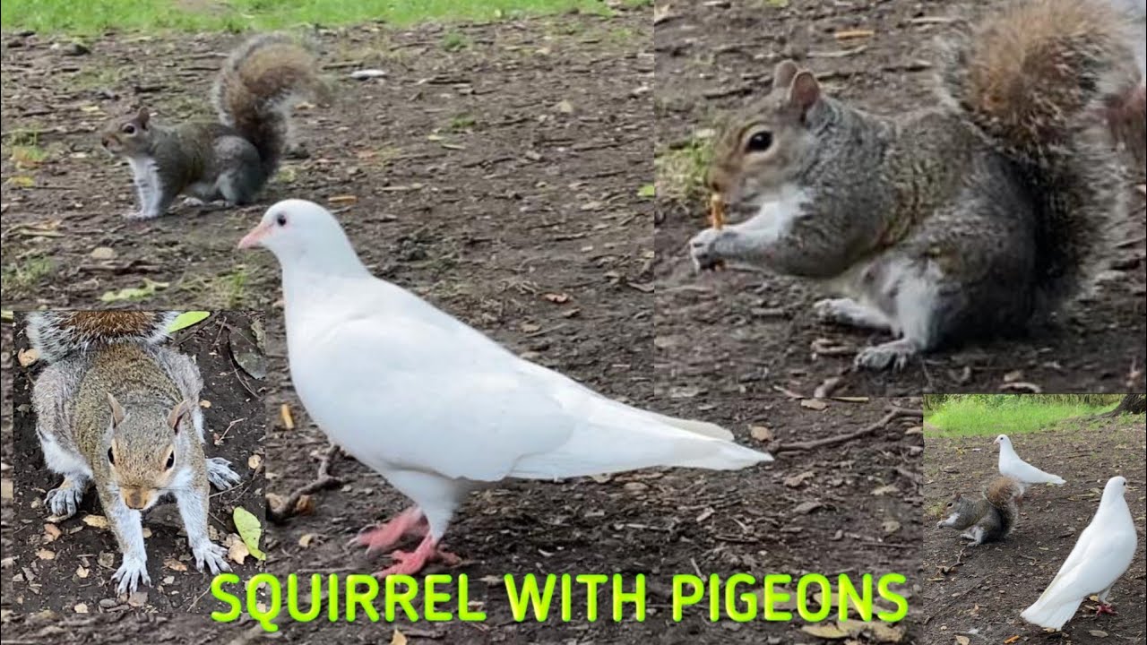 Squirrel And Pigeons - YouTube