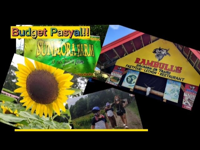 Sunflower Farm Tanay Rizal | Best Flower Site