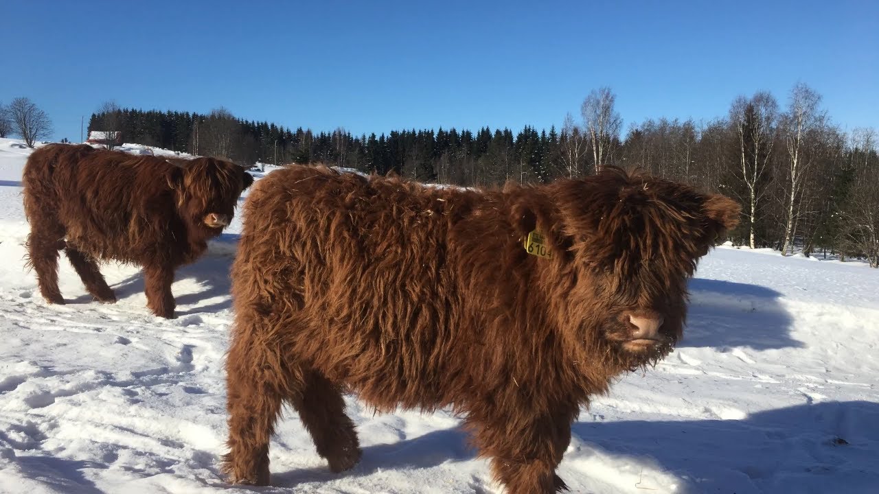Scottish Highland Cattle In Finland: Fluffy calves on a beautiful ...