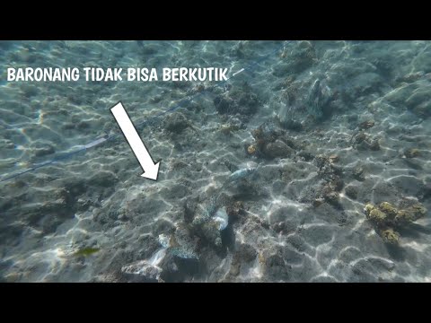 MENJARING IKAN DI LAUT DAPAT BANYAK IKAN BARONANG MENGGUNAKAN JARING ...