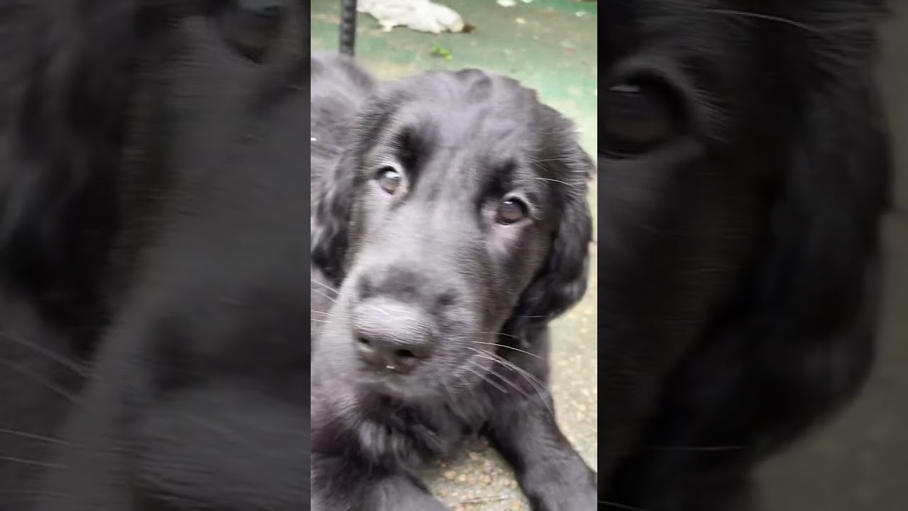 Am smol #wee #cat #dog #animal #memes #pets #fyp #funny #viral #fouryou ...