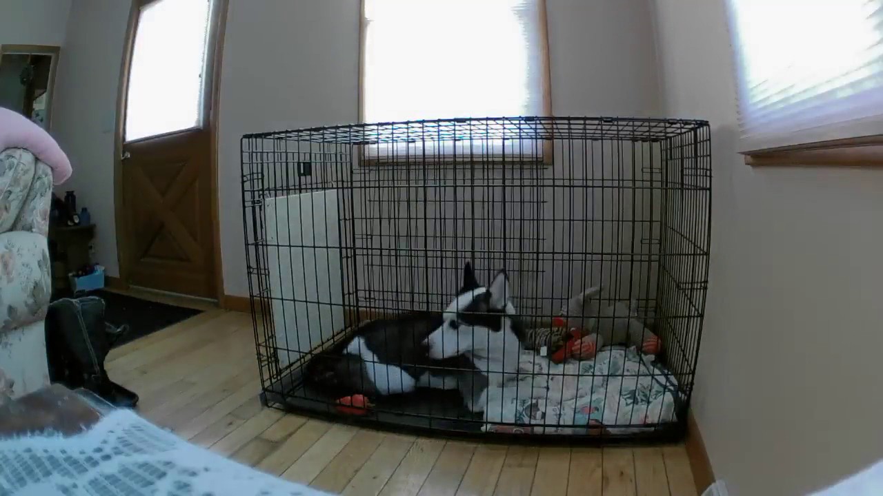 Timber cage 20170213 - YouTube