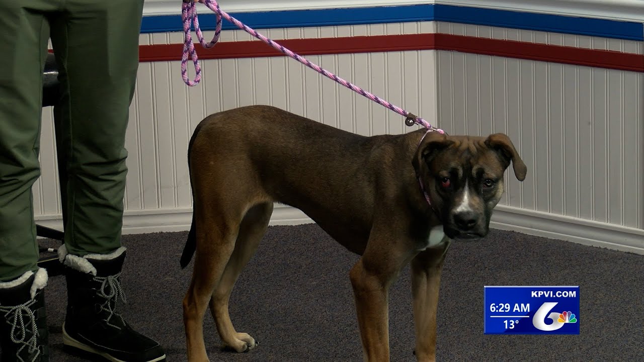 Tail-wagger Wednesday with the Pocatello Animal Shelter - YouTube