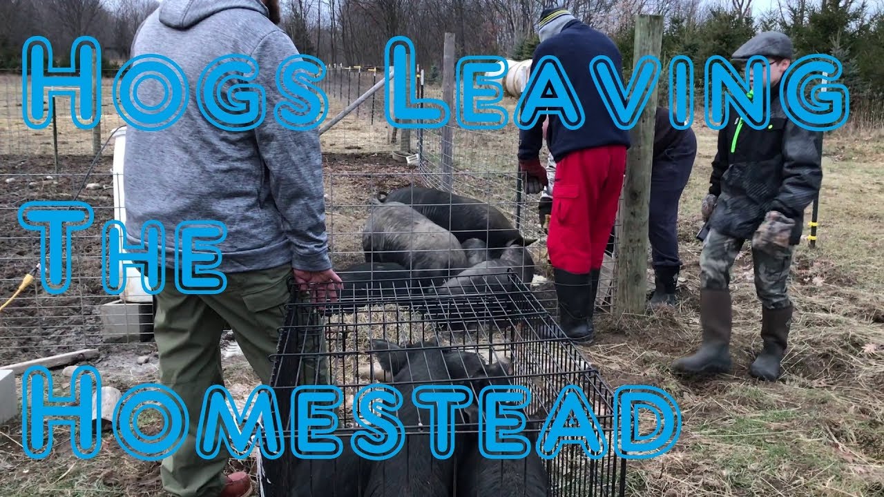 YouTube Visit, Giving Hogs, Hiding From the Cow - YouTube