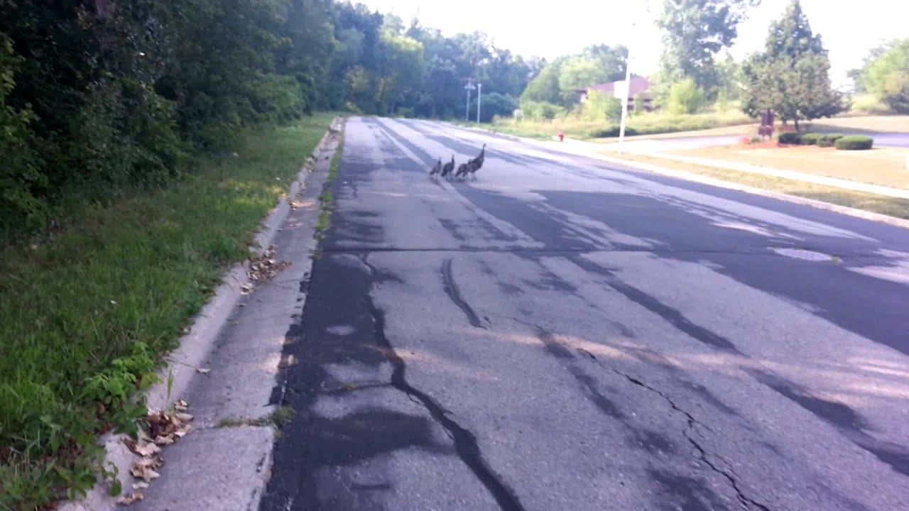 Turkey Beatles - YouTube