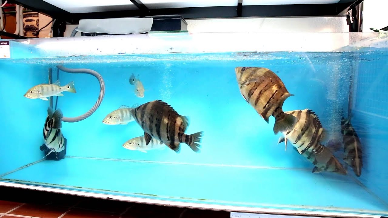 Indonesian Tigerfish Datnoid 10" - YouTube