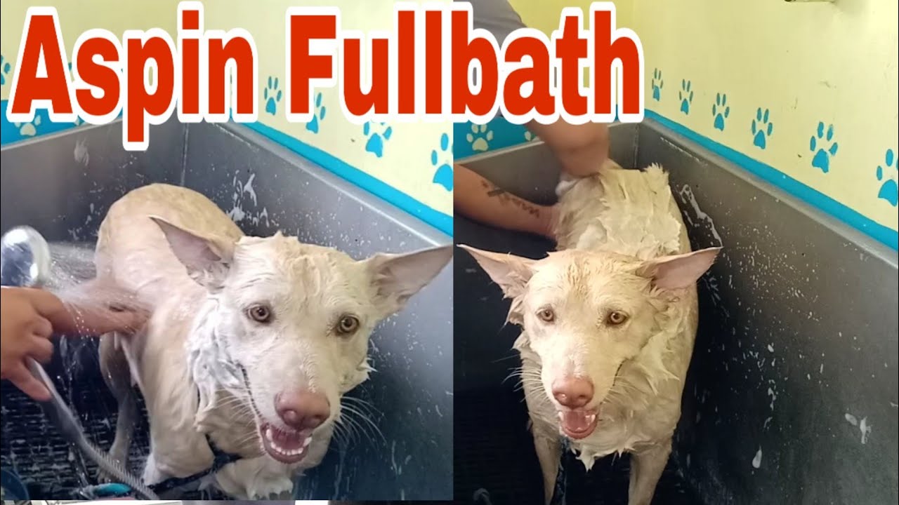 Fullbath [Aspin] Asong pinoy Grooming - YouTube