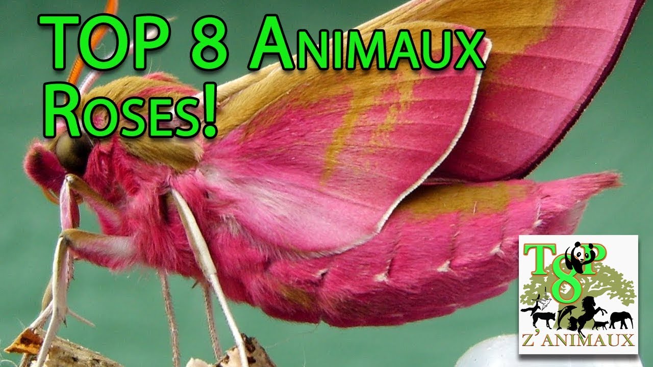Top 8 Des Animaux Roses ! - YouTube