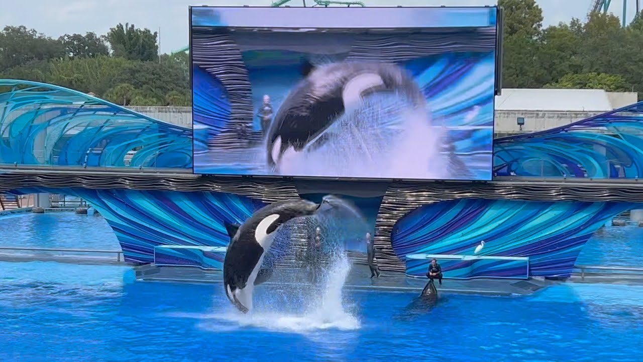 Florida SeaWorld, Orca Show 4K, 2022 - YouTube