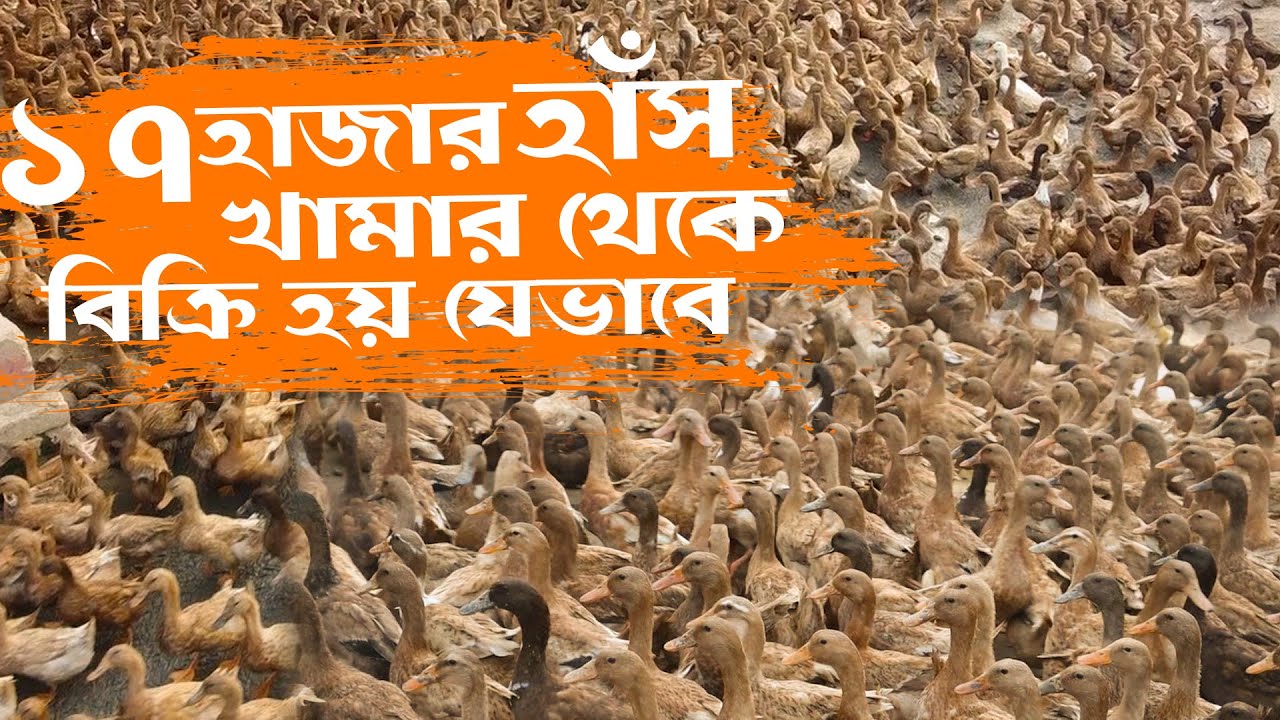 ১৭০০০ হাঁসের এক বিশাল খামার | হাঁস কোথায় বিক্রি হয় জেনে নিন বিস্তারিত ...