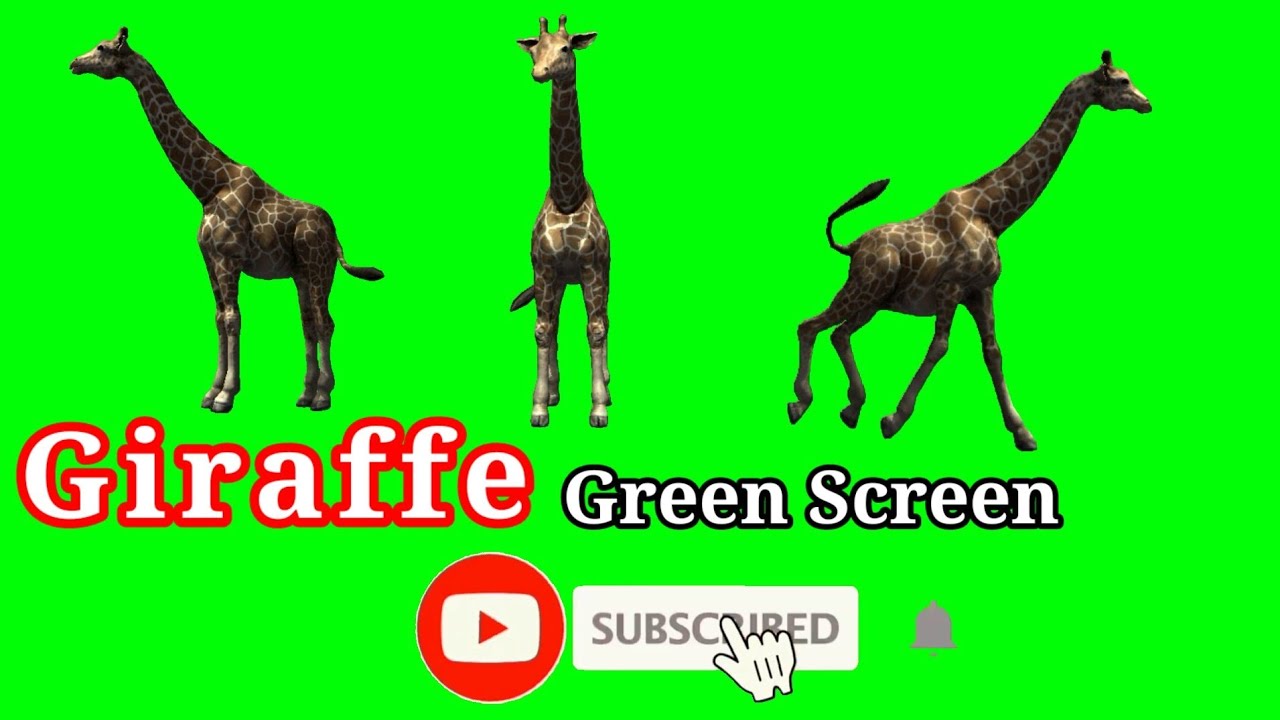 Giraffe green screen cartoon|Giraffe cartoon|nocopyright|cartoon and greenscreen - YouTube