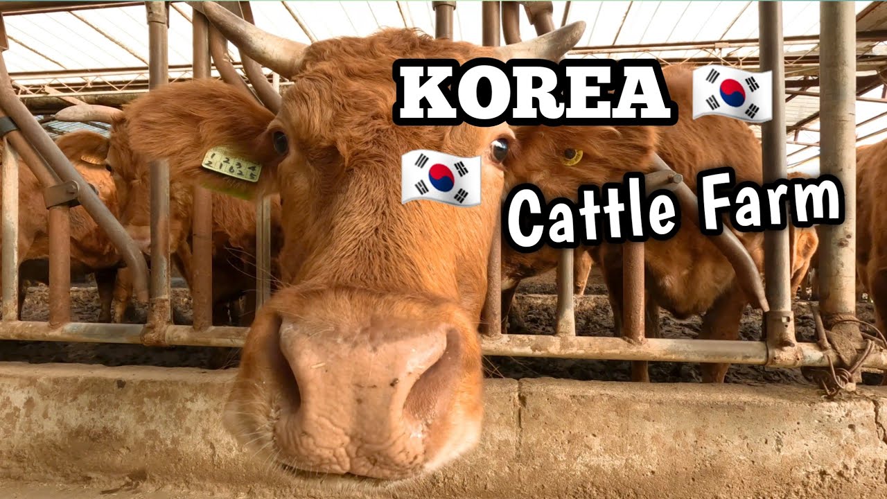 Small Farm Cattle in Gongdo-eup Anseong-Si | Korean Cattle Farm #Cattle ...